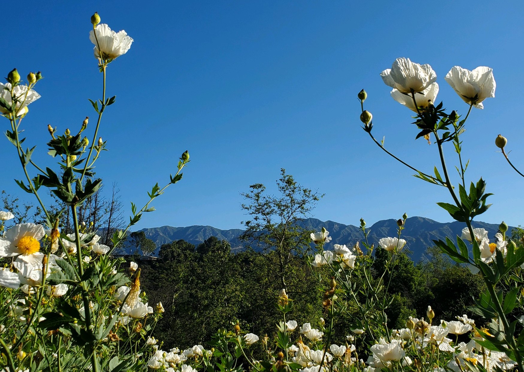 Meet Autumn Ayers | Garden Records & Collections Manager, Descanso ...